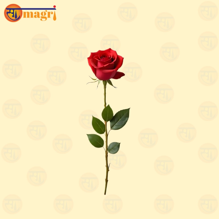 Red Rose – Fresh Single Stem Rose Available Online